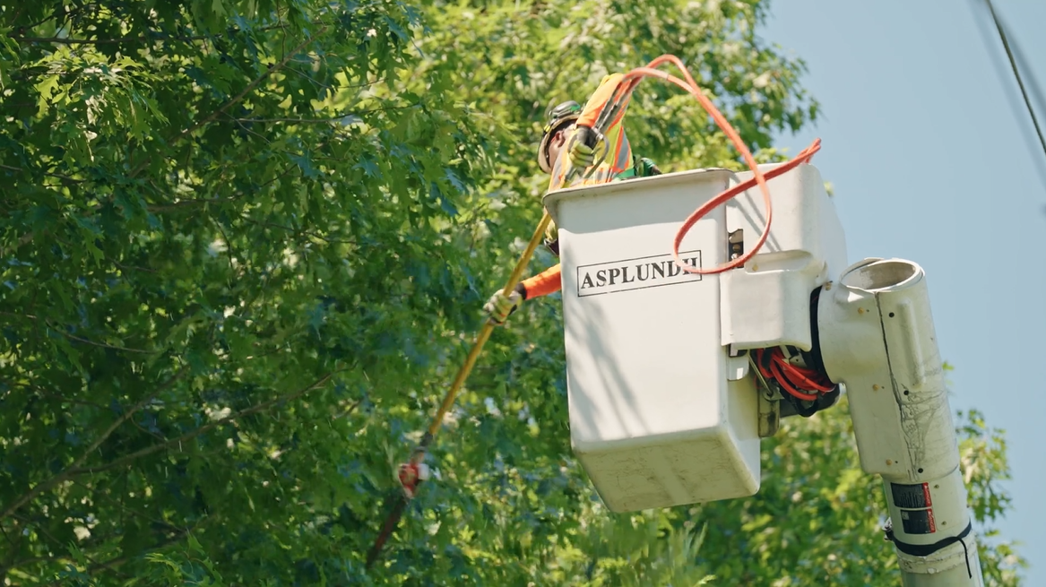 PECO Earns Tree Line USA 2025 Certification for Environmental ...