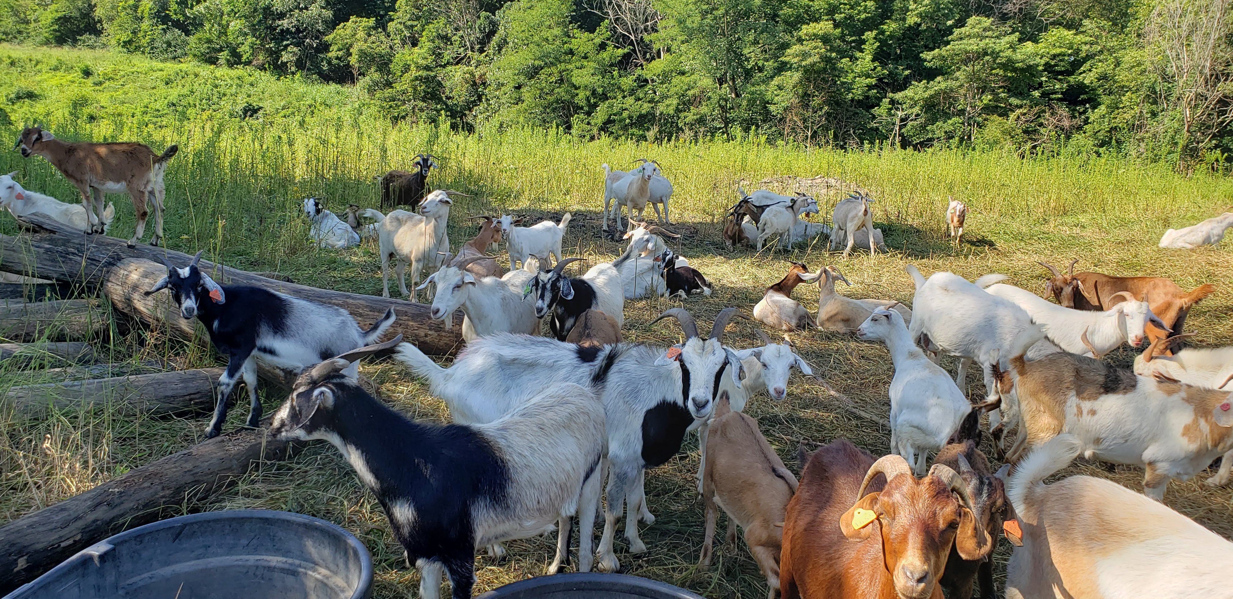 Did someone say goats? : Powering Lives Network