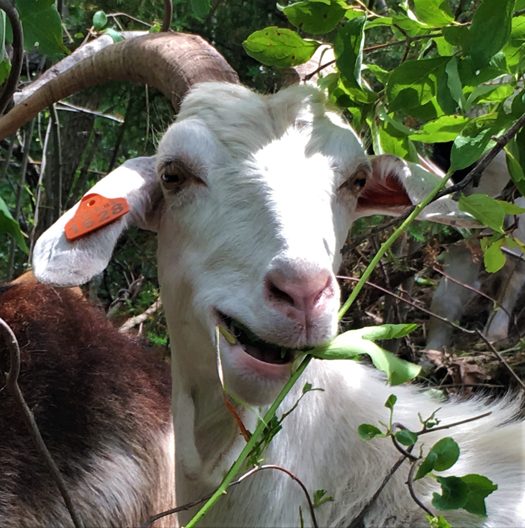 Did someone say goats? : Powering Lives Network
