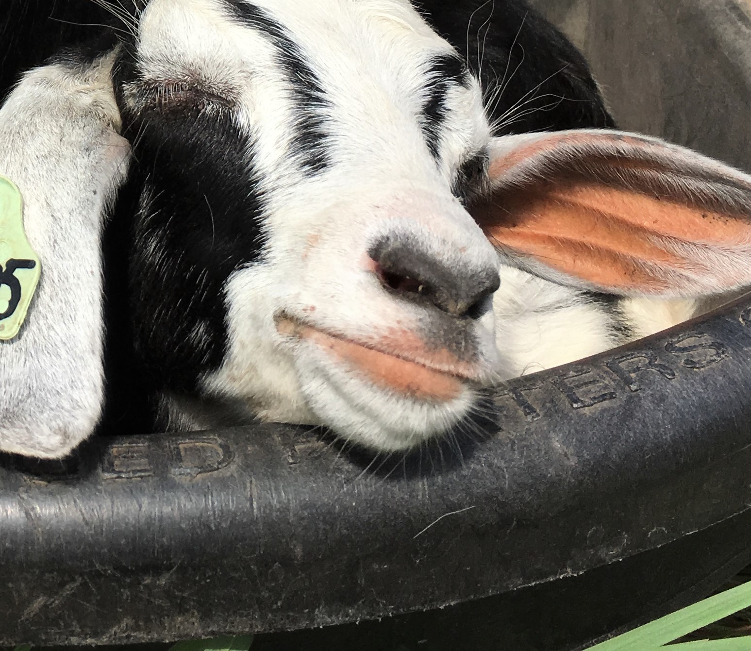 Did someone say goats? : Powering Lives Network