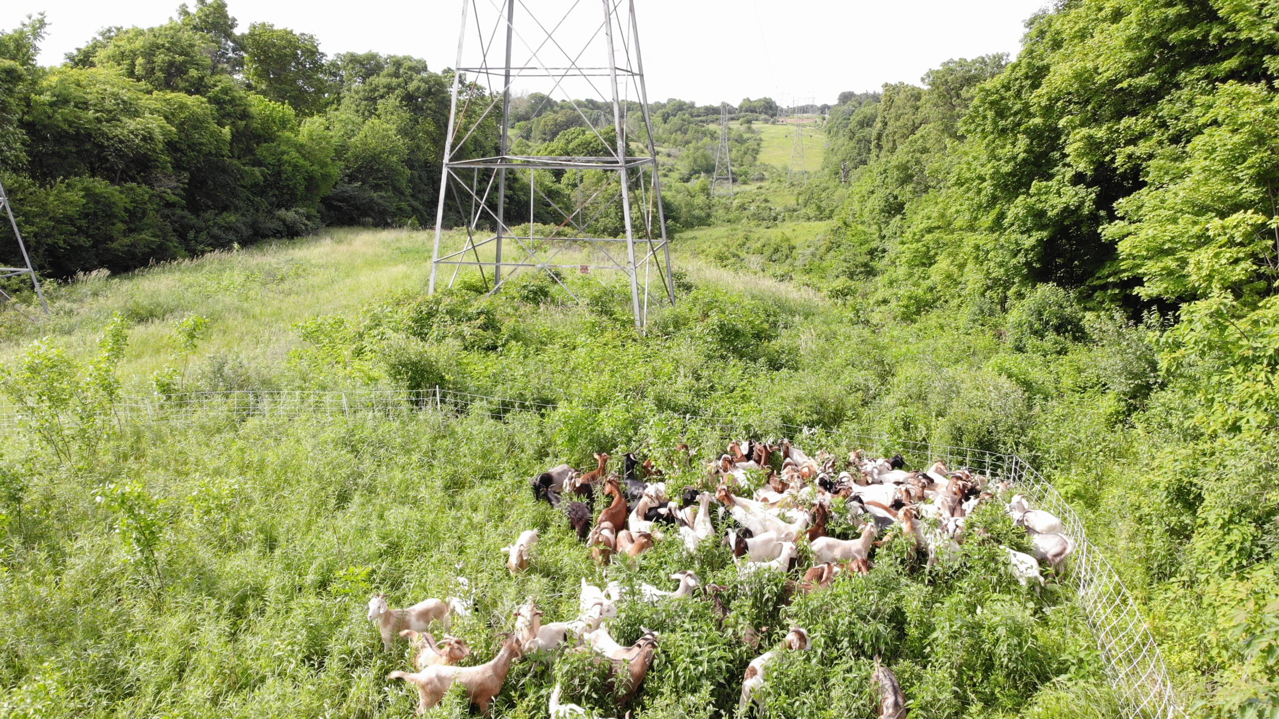 ComEd goats are hungry for more : Powering Lives Network