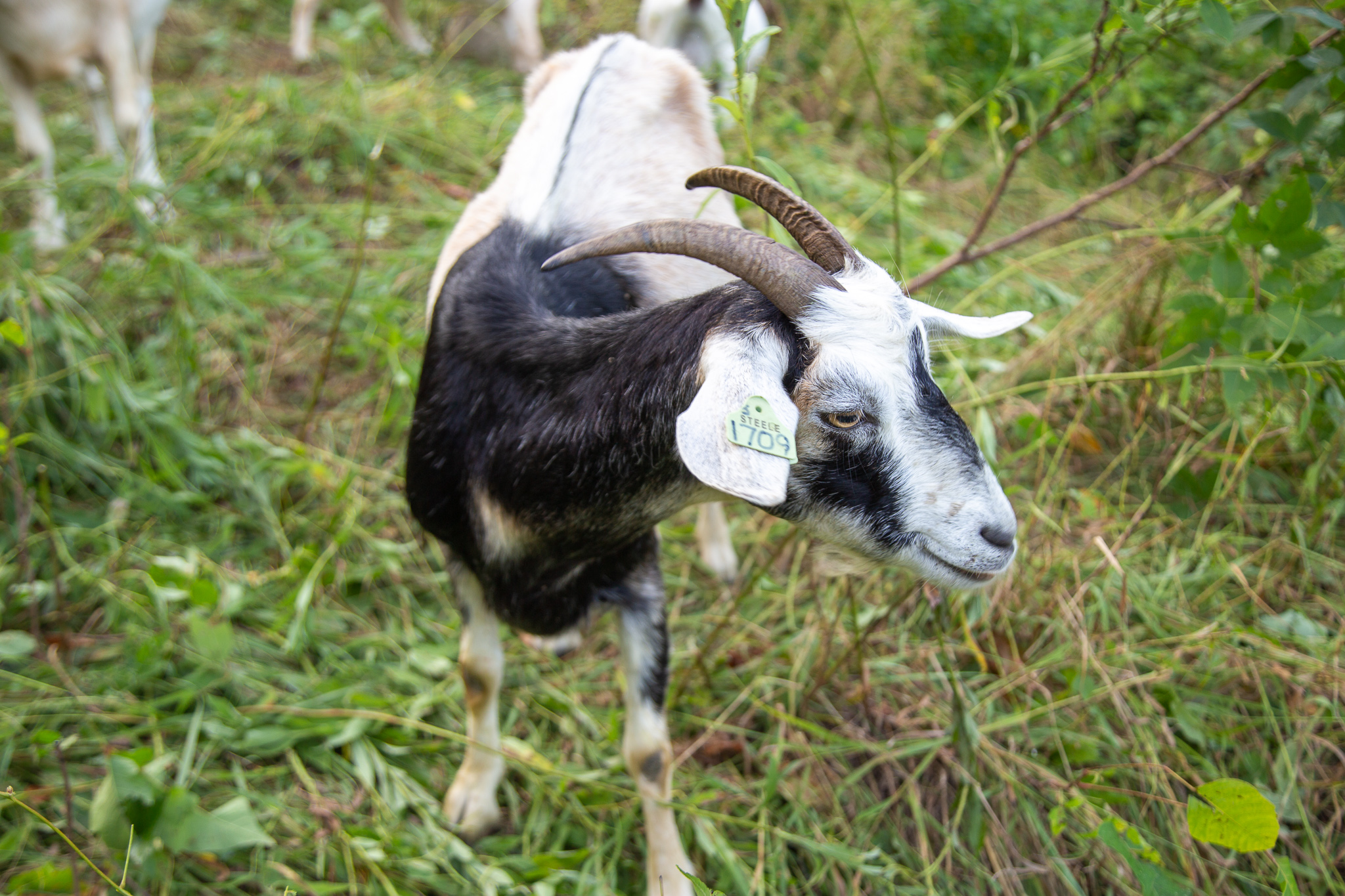 ComEd goats are hungry for more : Powering Lives Network