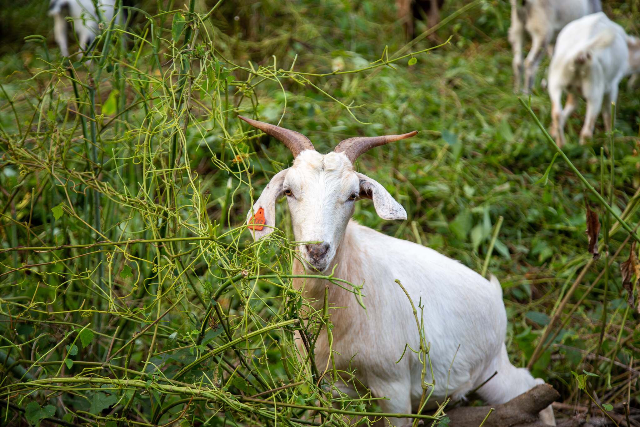 ComEd goats are hungry for more : Powering Lives Network