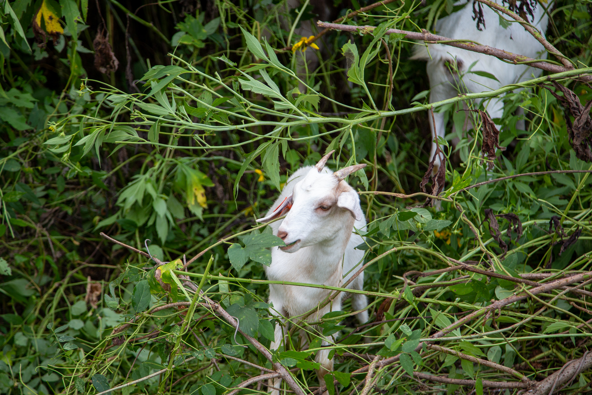 ComEd goats are hungry for more : Powering Lives Network