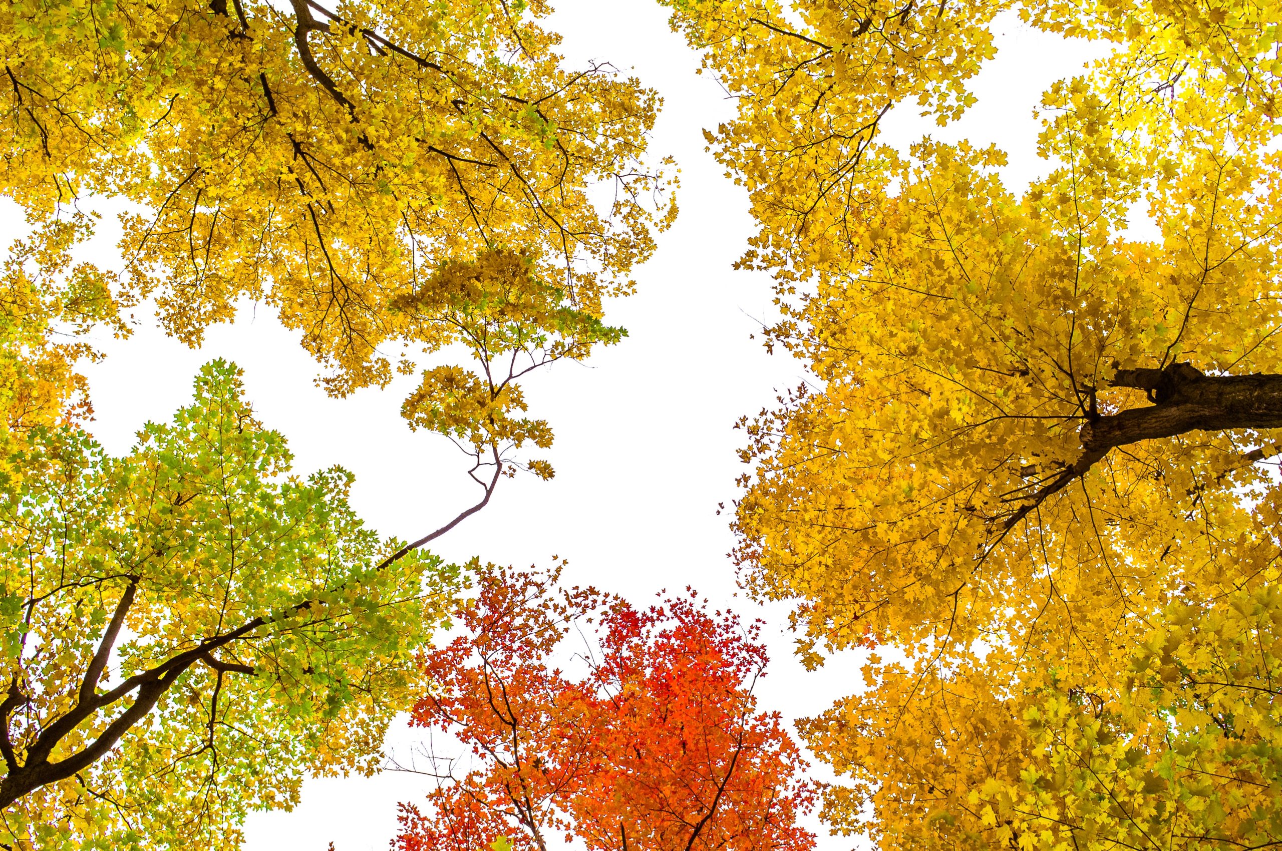 Help reduce tree-related power outages : Powering Lives Network Help reduce tree-related power outages : Powering Lives Network