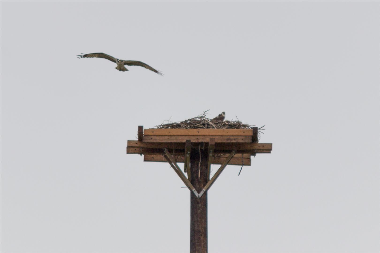 ComEd takes flights to protect birds around power lines : Powering ...