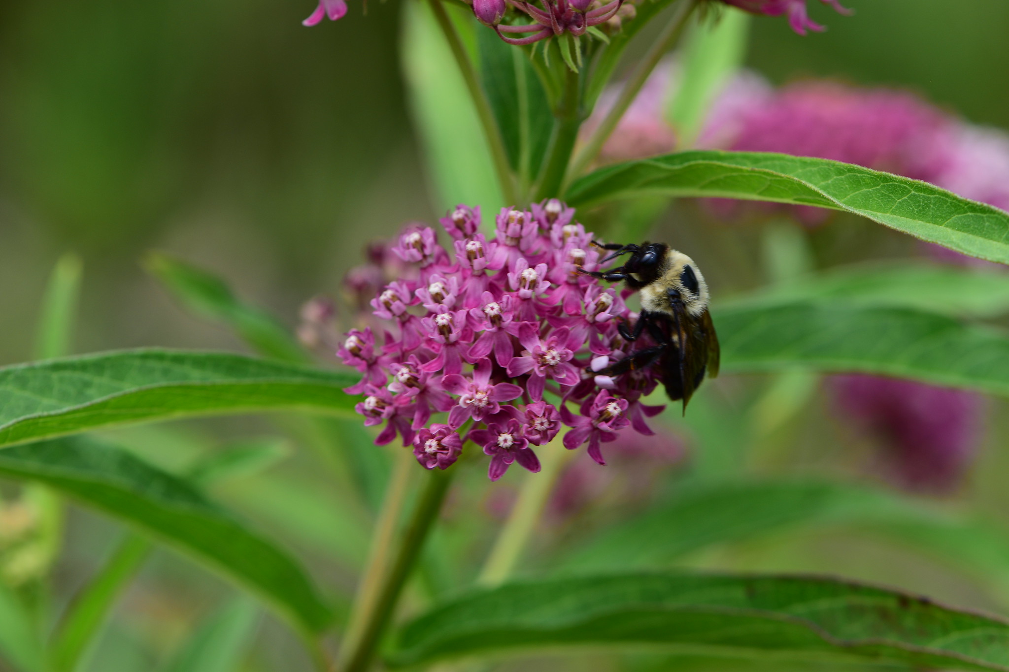 For World Bee Day: Bee the change that protects pollinator habitats ...