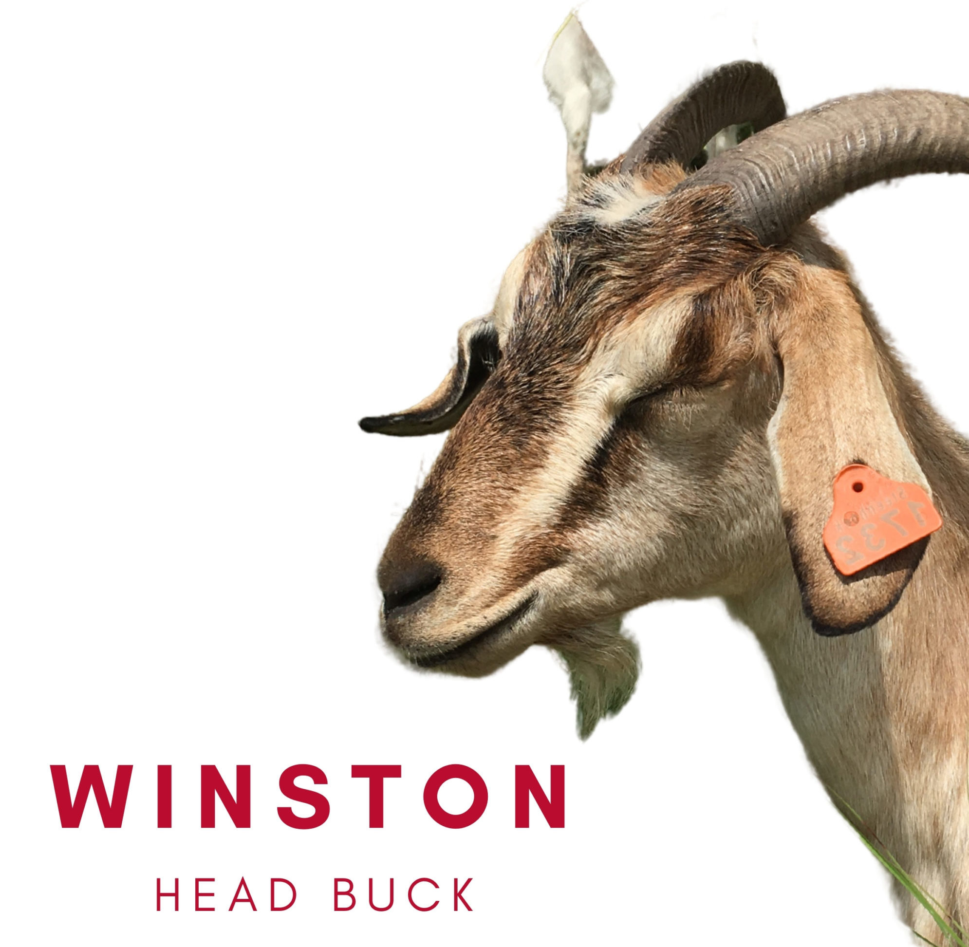 Ya herd? The goats are back in town : Powering Lives Network