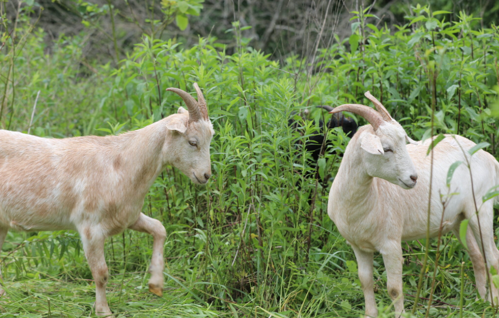 Ya herd? The goats are back in town : Powering Lives Network