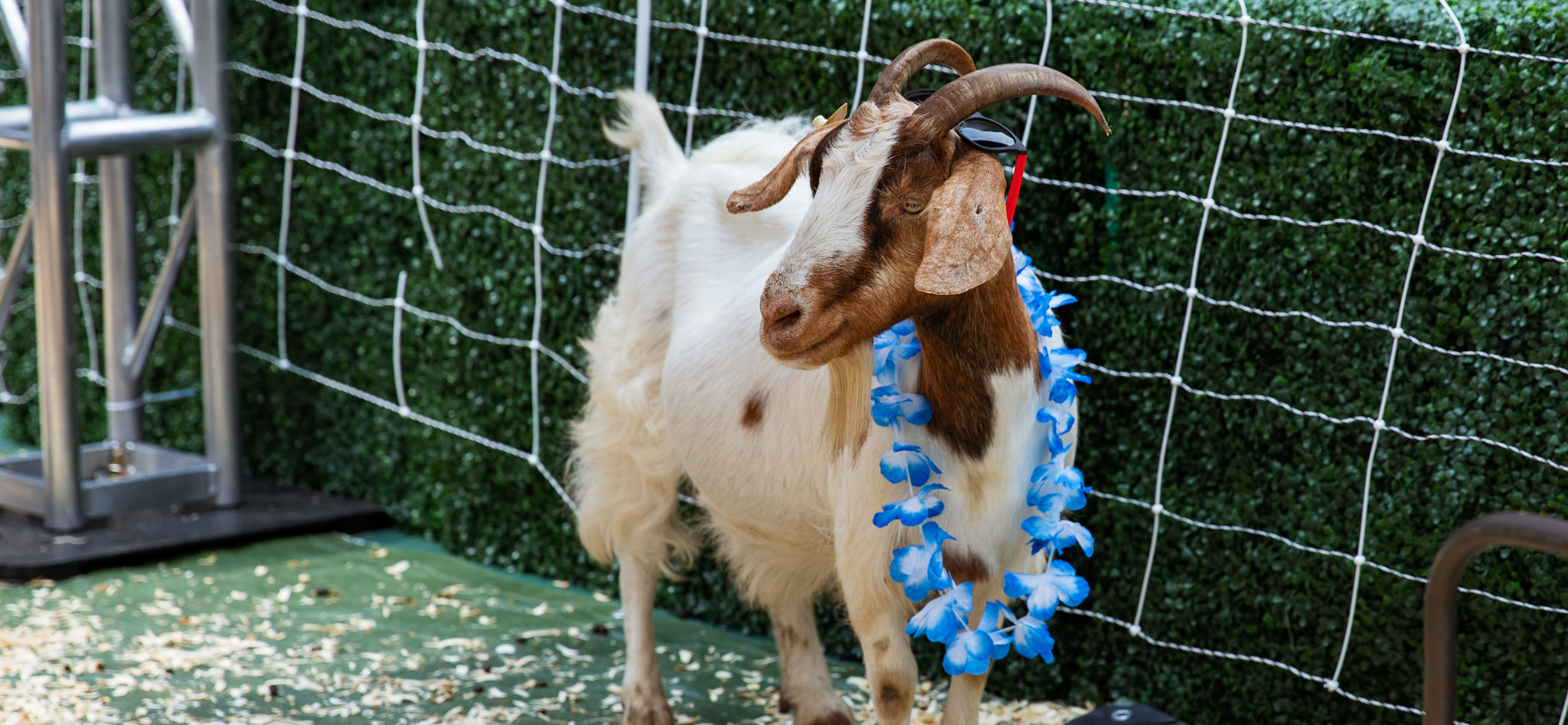 Hard work pays off for the ComEd goats : Powering Lives Network
