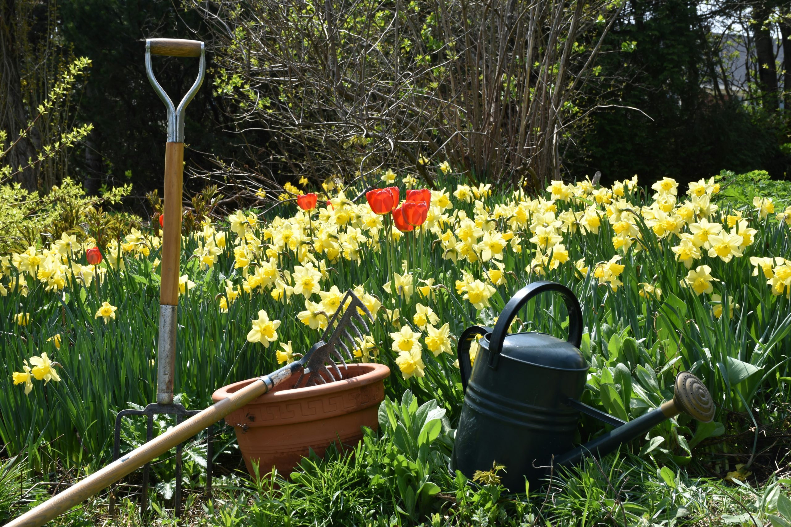 Spring into action by calling ComEd for any Spring digging or tree ...