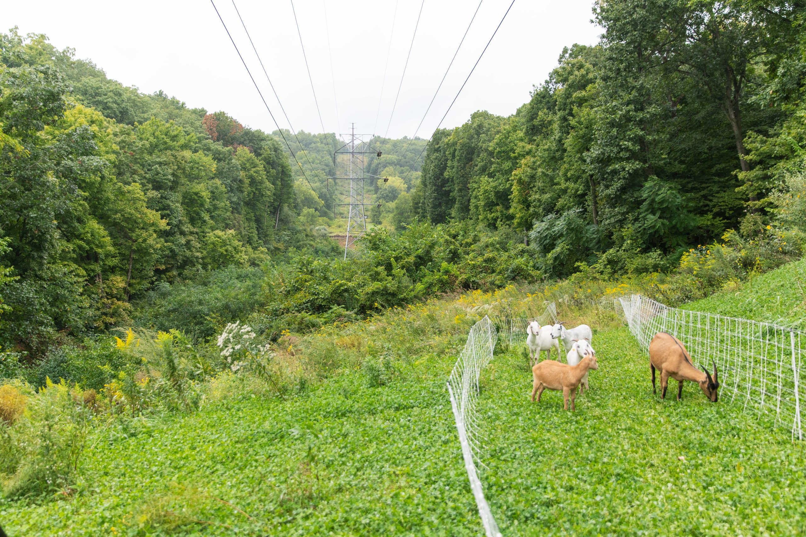 How Goats and Aerial Saws Help Keep the Lights On : Powering Lives Network